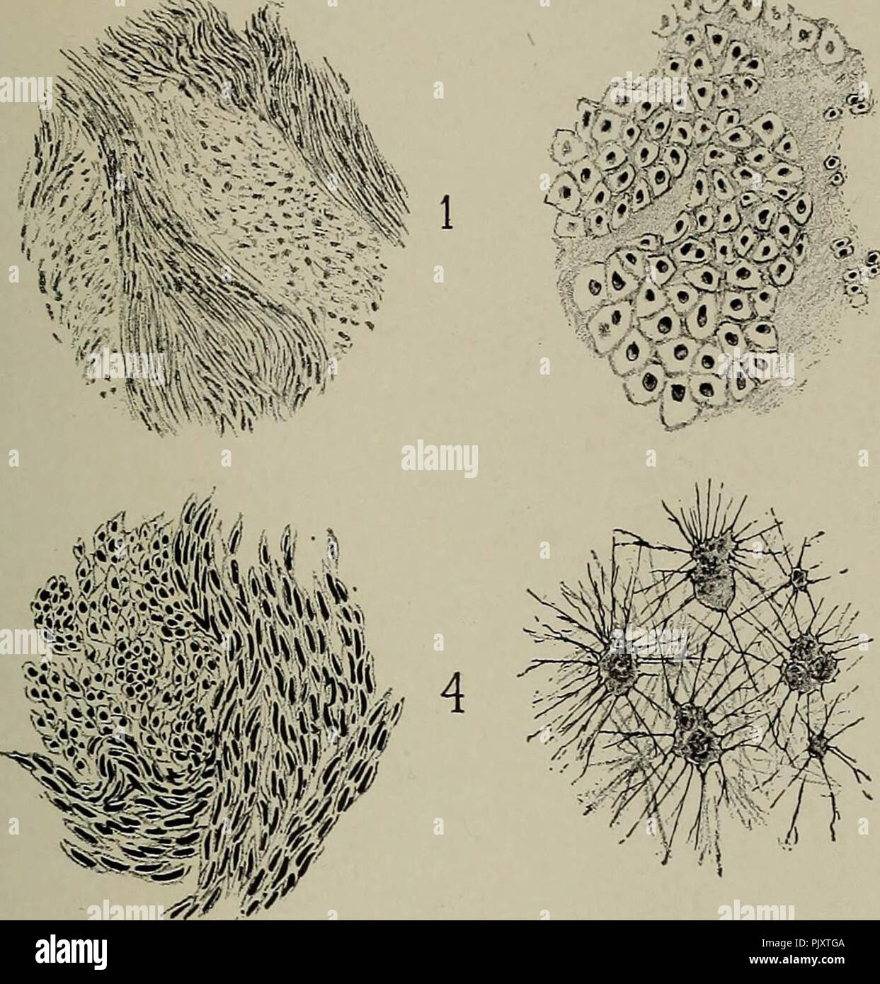 "Postmortem pathology; a manual of the technic of post-mortem ...