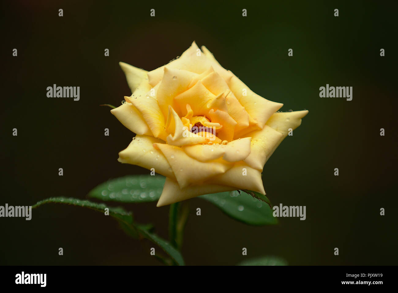 Closeup Yellow Hybrid Tea Rose with rain drops Stock Photo - Alamy