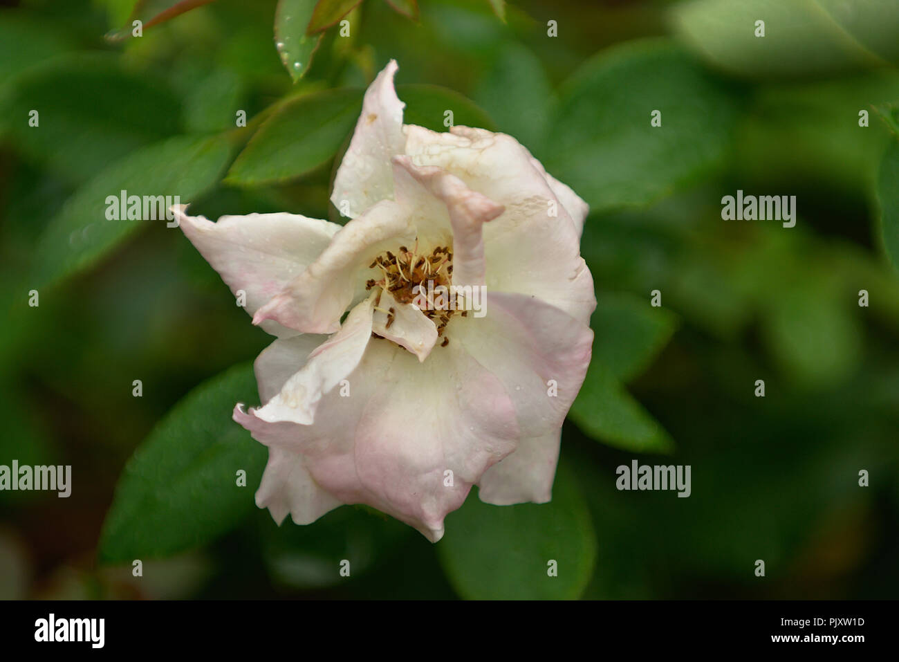Closeup White Hybrid Tea Rose Stock Photo - Alamy