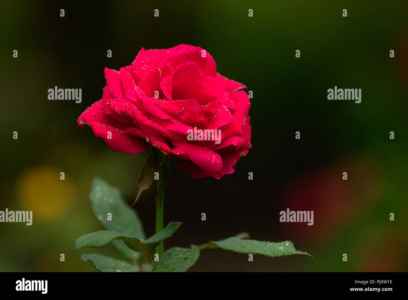 Red Hybrid Tea Rose with rain drops Stock Photo - Alamy