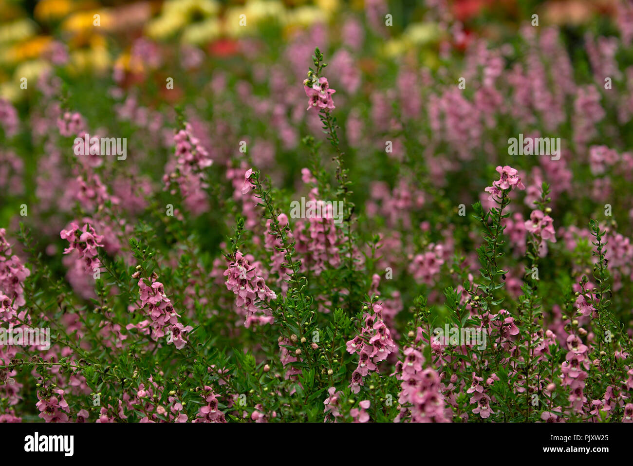Slender pink flowers Stock Photo - Alamy