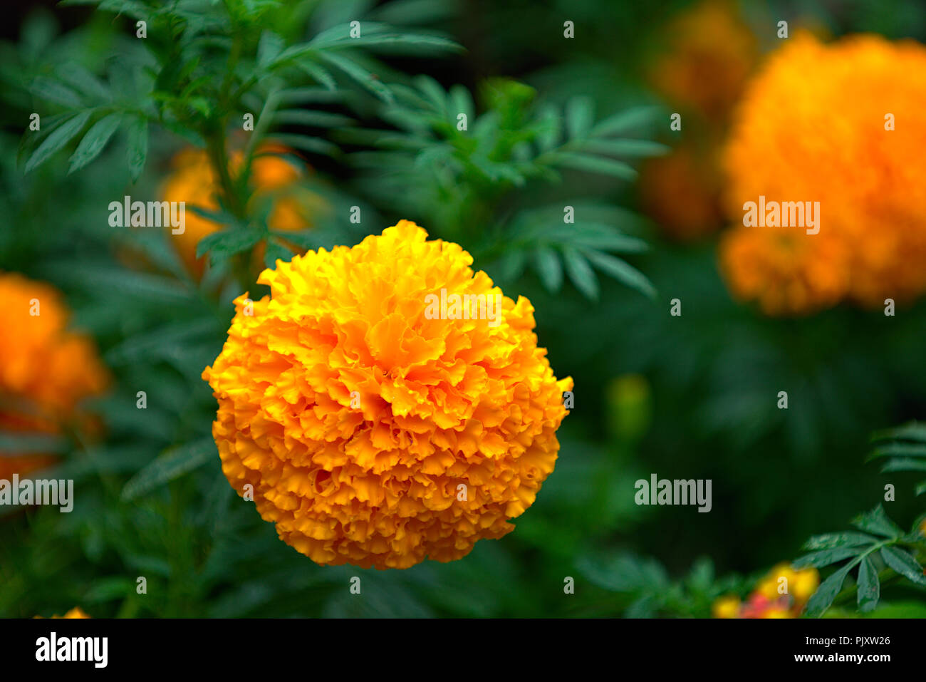 Zinnia benary's giant hi-res stock photography and images - Alamy