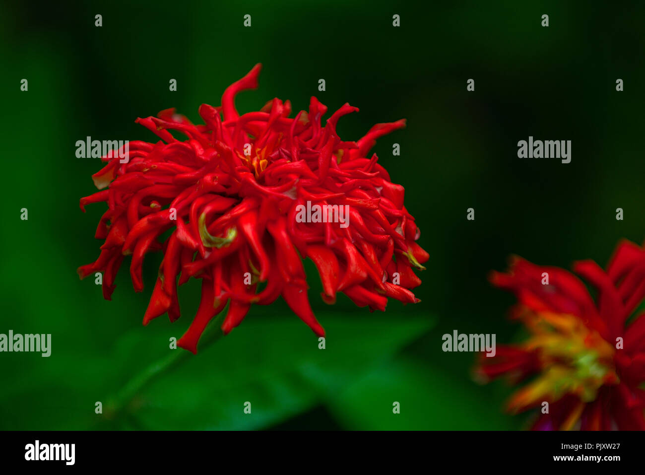 Livid red hi-res stock photography and images - Alamy