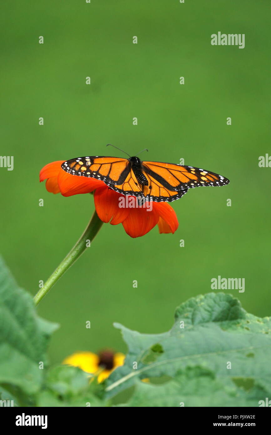 Monarch Butterfly pollinating Mexican Sunflower Stock Photo - Alamy