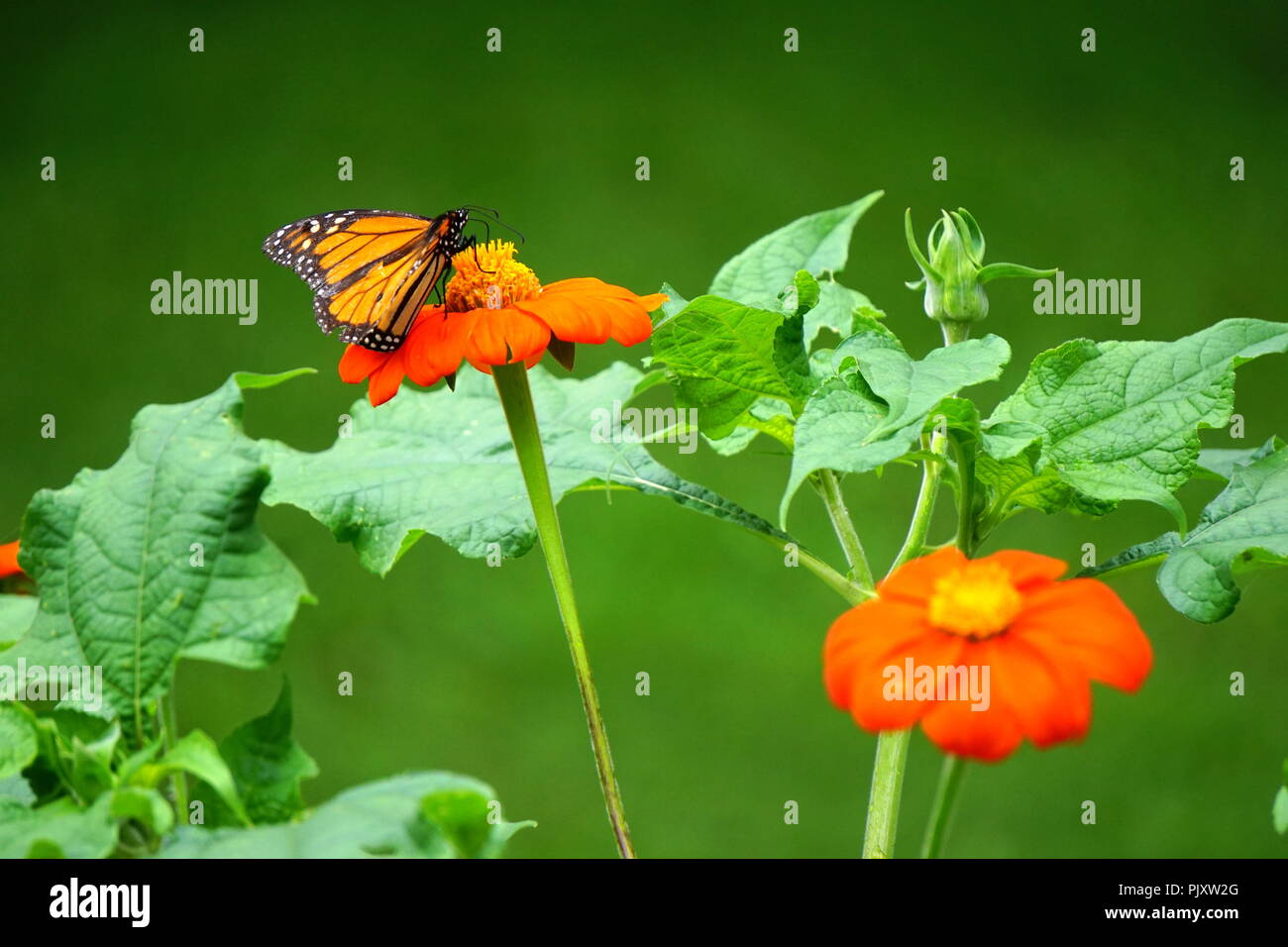 Monarch Butterfly pollinating Mexican Sunflower Stock Photo - Alamy