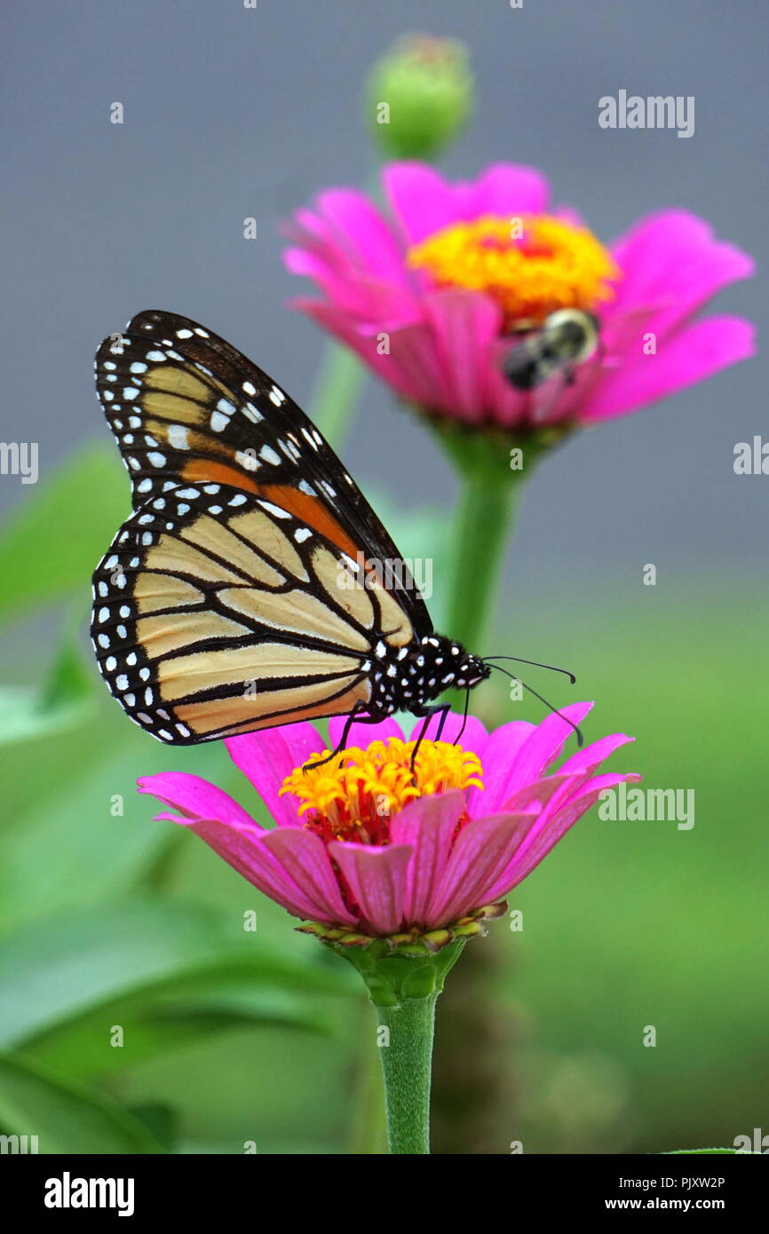 Monarch Butterfly Pollinating Pink Zinnia Flower Stock Photo - Alamy