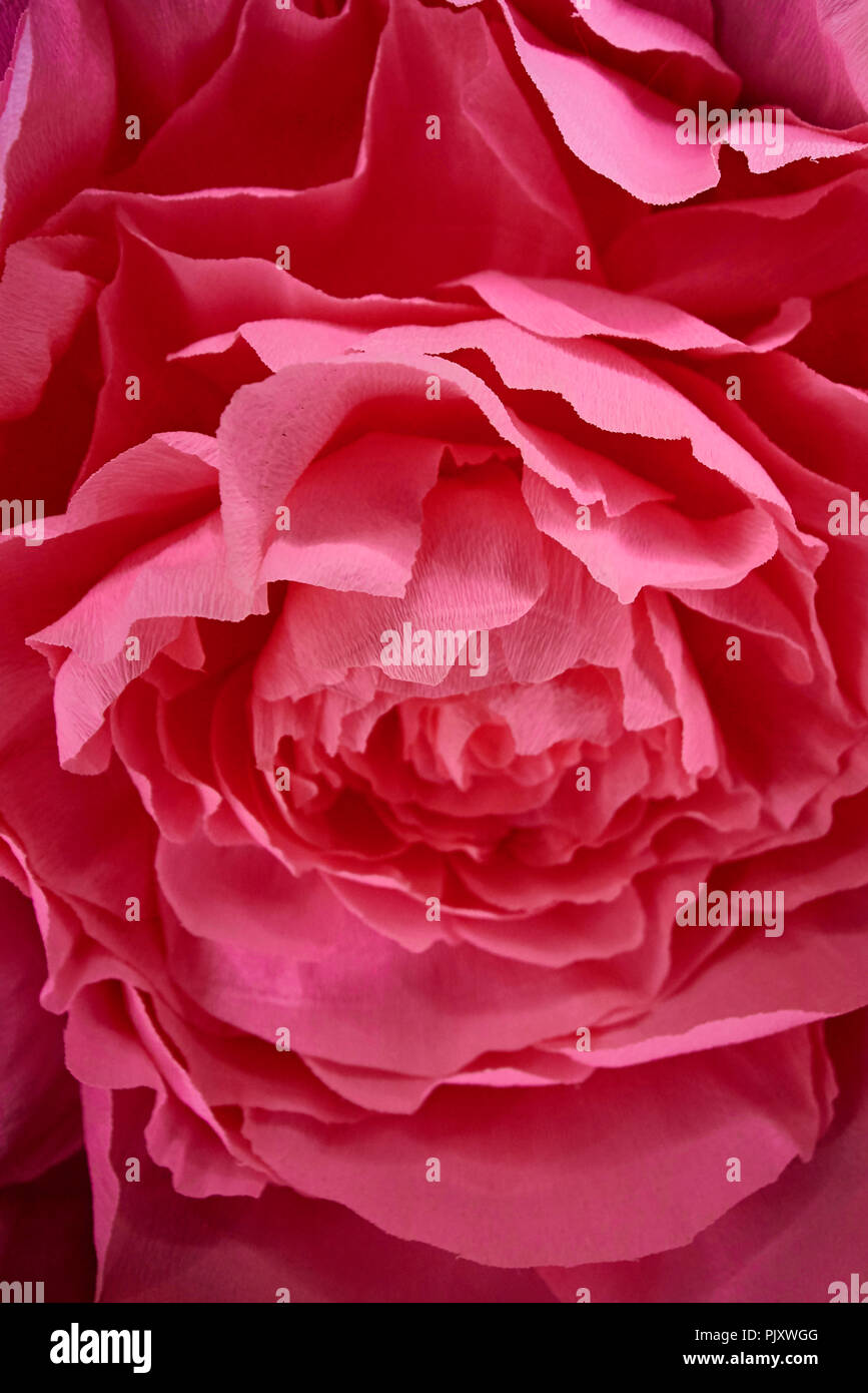 Rose bud close up hi-res stock photography and images - Alamy