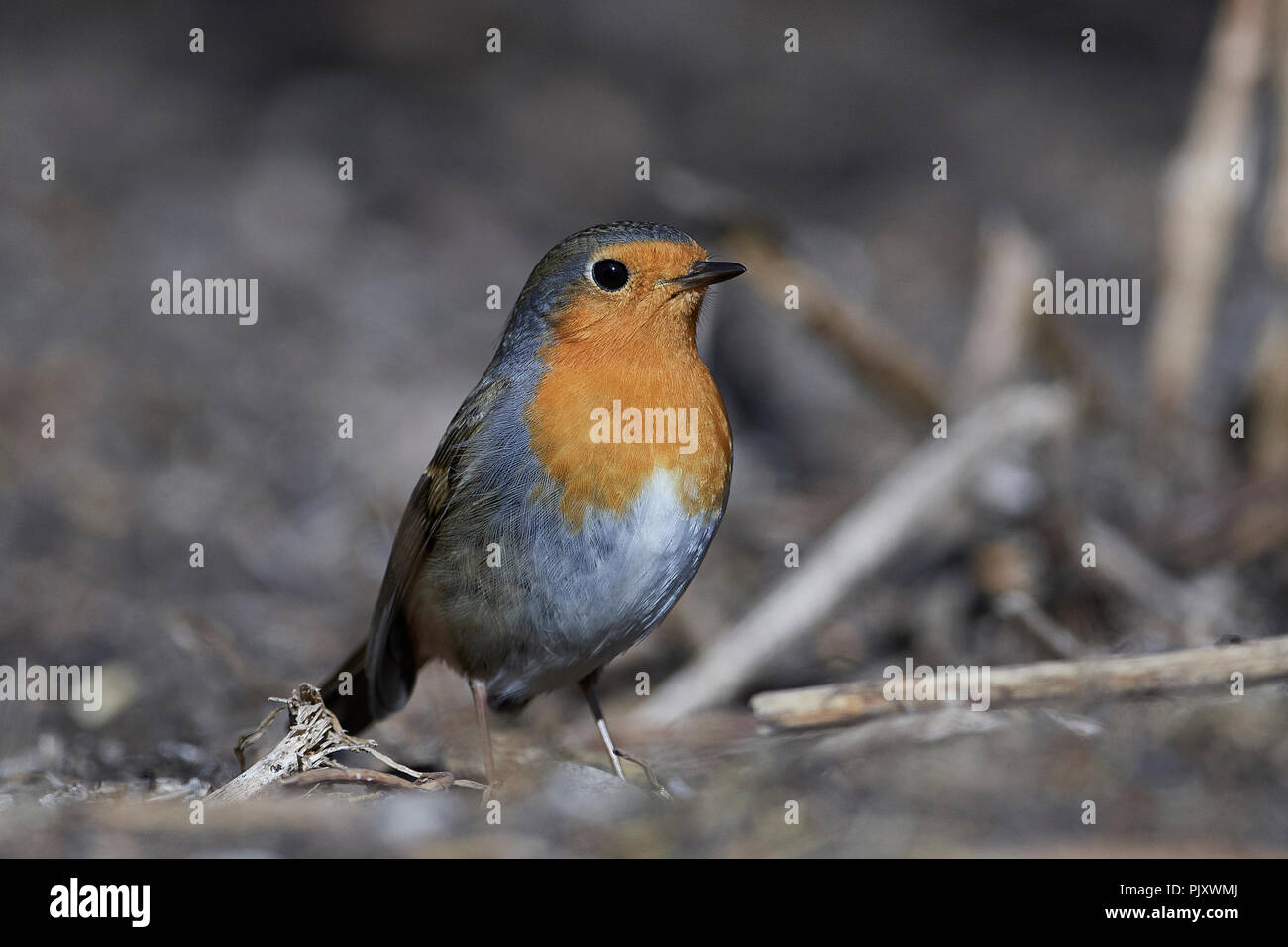 European robin in its natural habitat in Denmark Stock Photo - Alamy