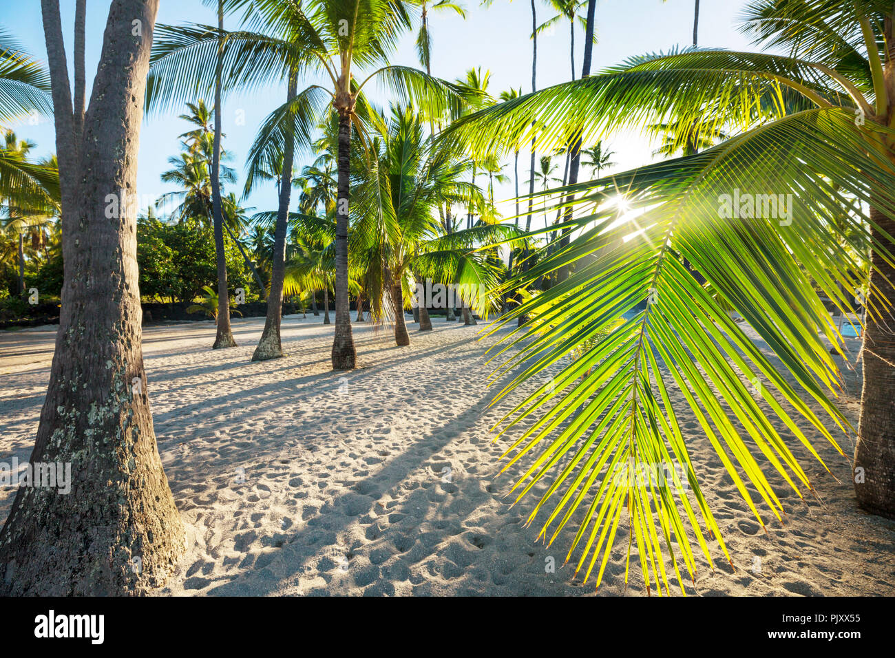 Palm shadow on the sandy beach Stock Photo - Alamy