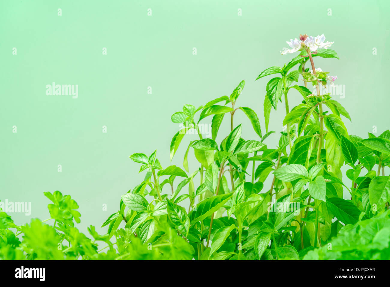 The perfect place grow hi-res stock photography and images - Alamy