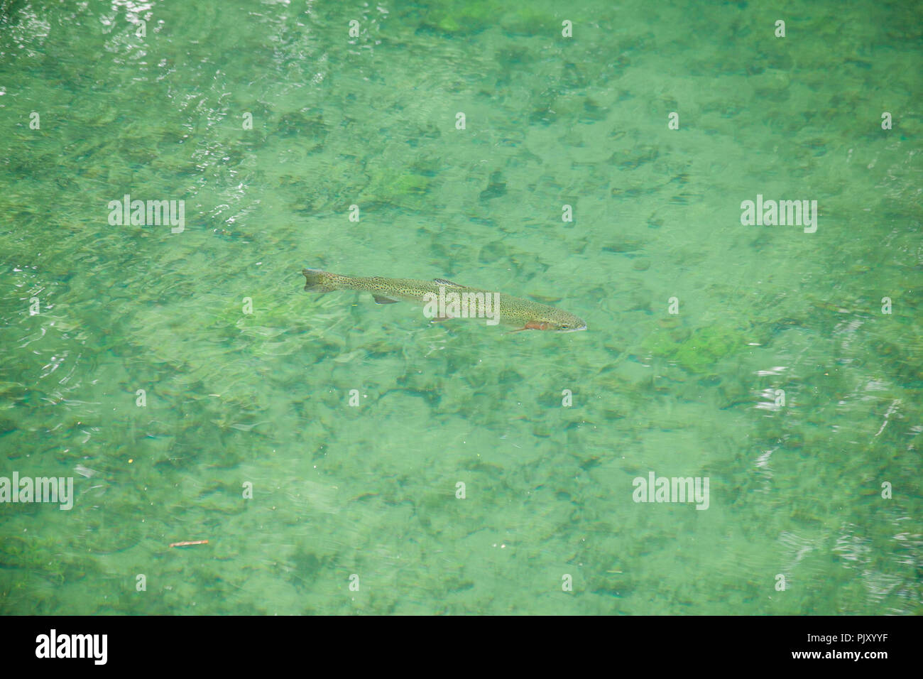 Meon Springs Trout fishery , West Meon, Hampshire, England, United ...