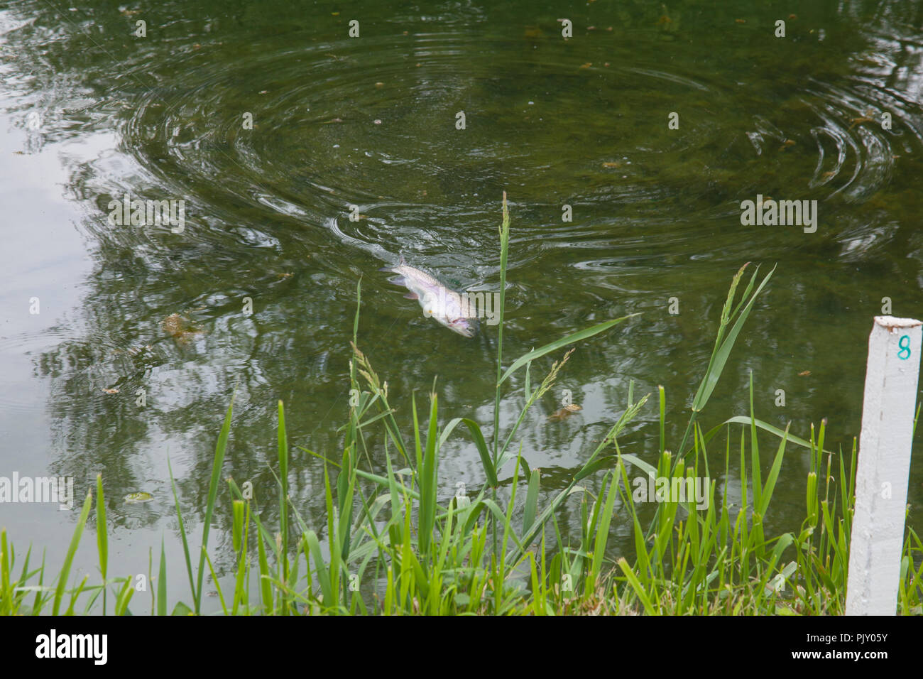 Meon springs glamping hi-res stock photography and images - Alamy