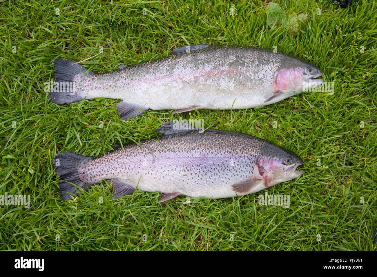 Freshly caught rainbow trout, Meon Springs Trout fishery , West Meon ...