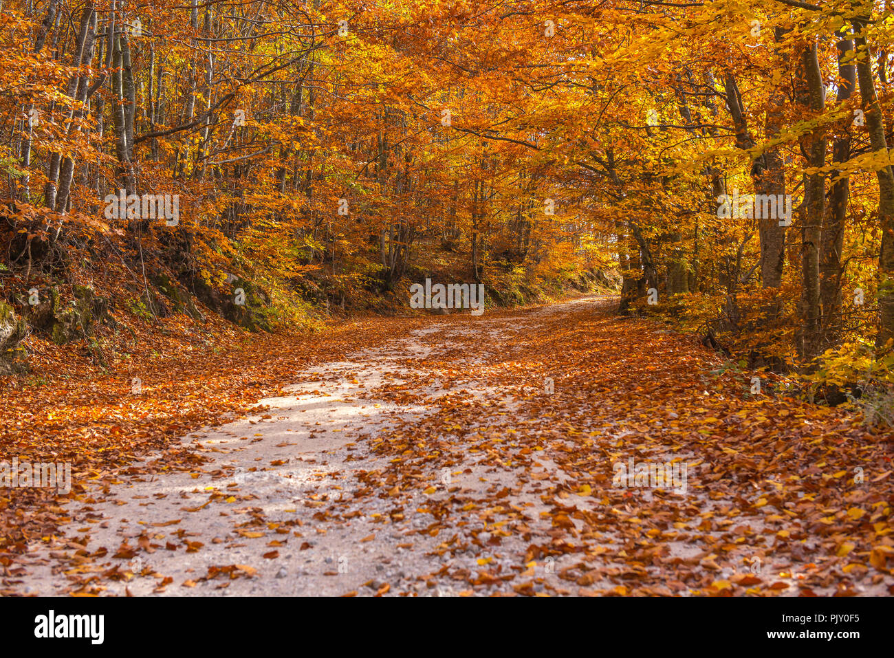 Empty road leading through fall foliage forest in the autumn Stock ...