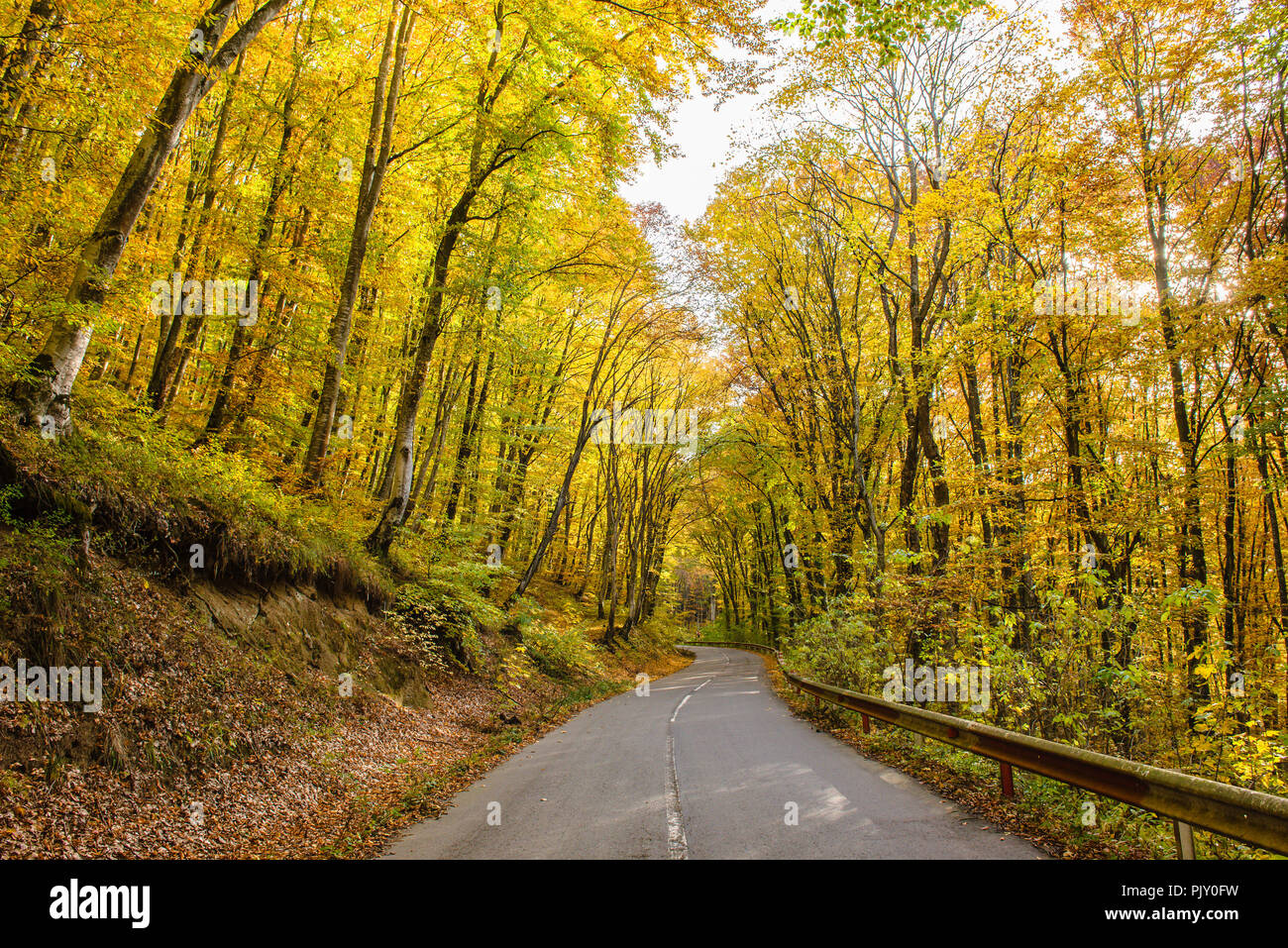 Empty road leading through fall foliage forest in the autumn Stock ...