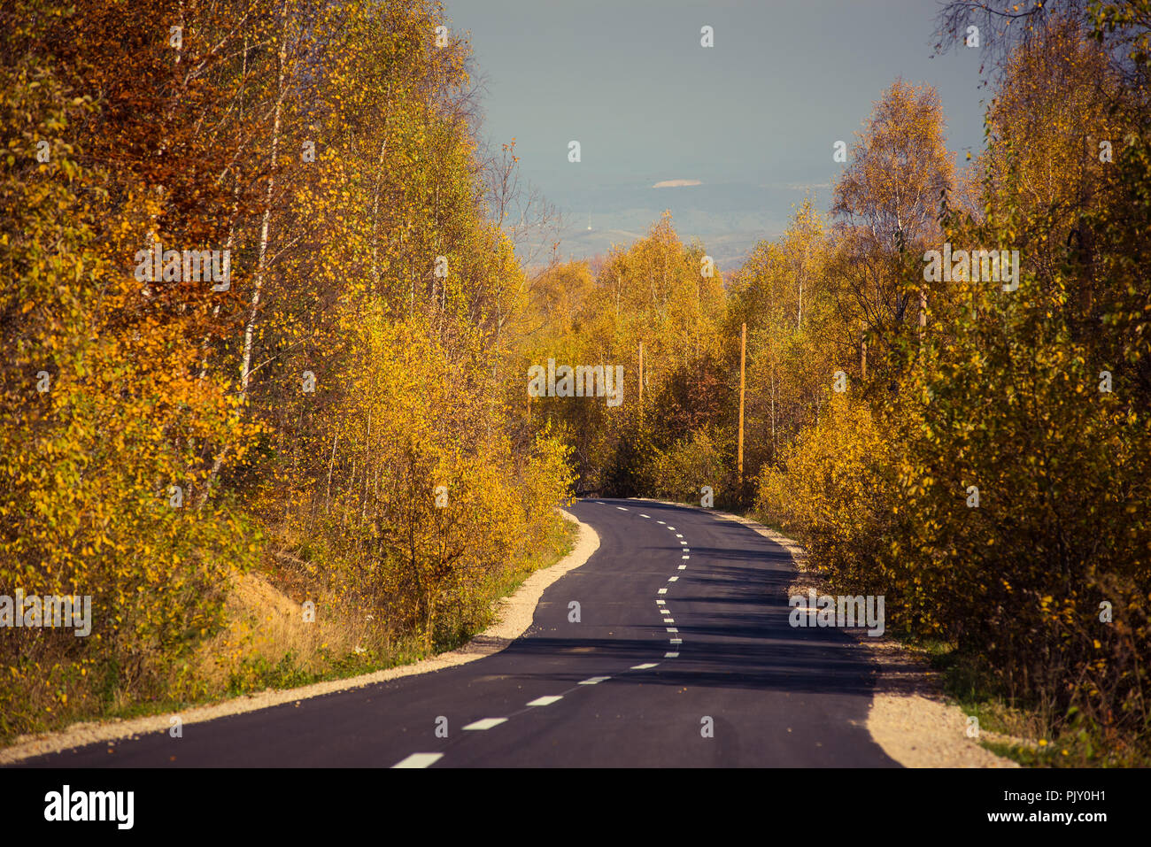 Empty road leading through fall foliage forest in the autumn Stock ...