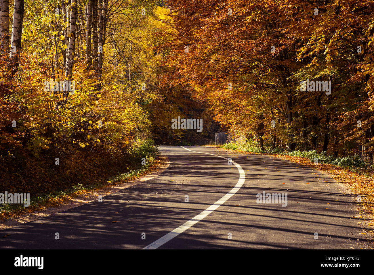 Empty road leading through fall foliage forest in the autumn Stock ...