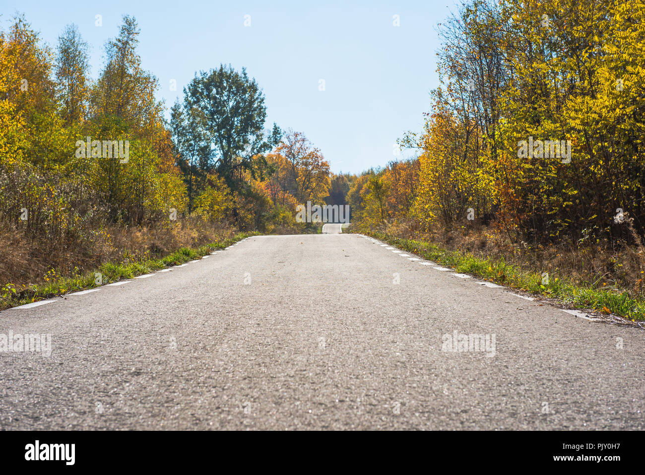Empty road leading through fall foliage forest in the autumn Stock ...