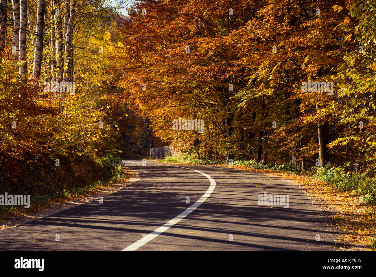 Empty road leading through fall foliage forest in the autumn Stock ...