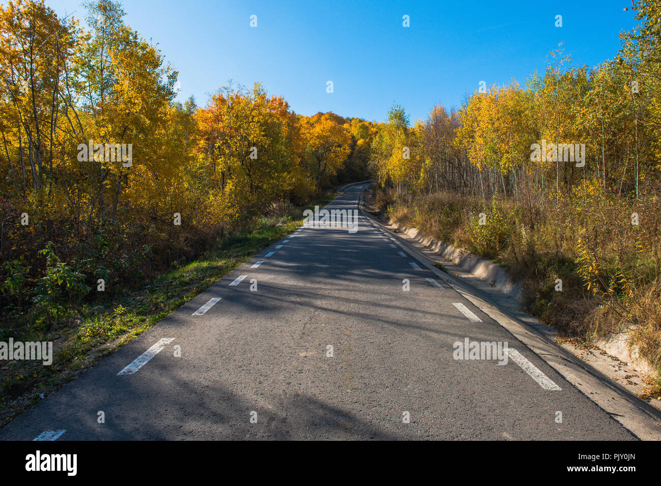 Empty road leading through fall foliage forest in the autumn Stock ...