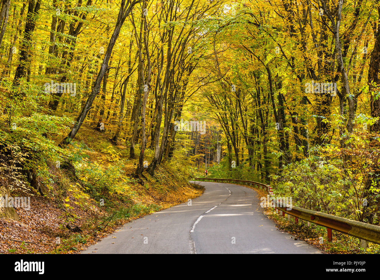 Empty road leading through fall foliage forest in the autumn Stock ...