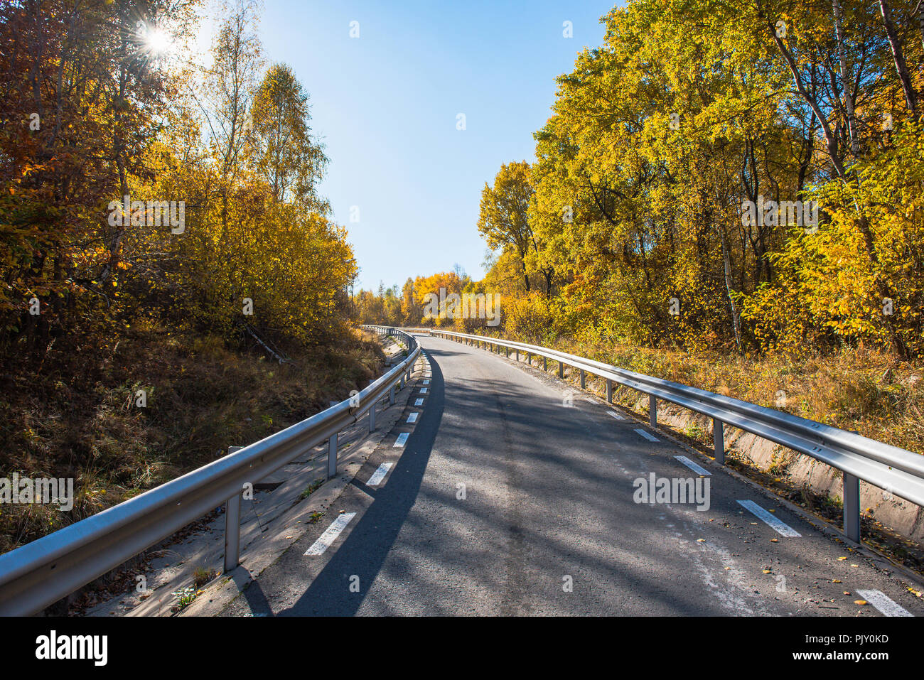 Empty road leading through fall foliage forest in the autumn Stock ...