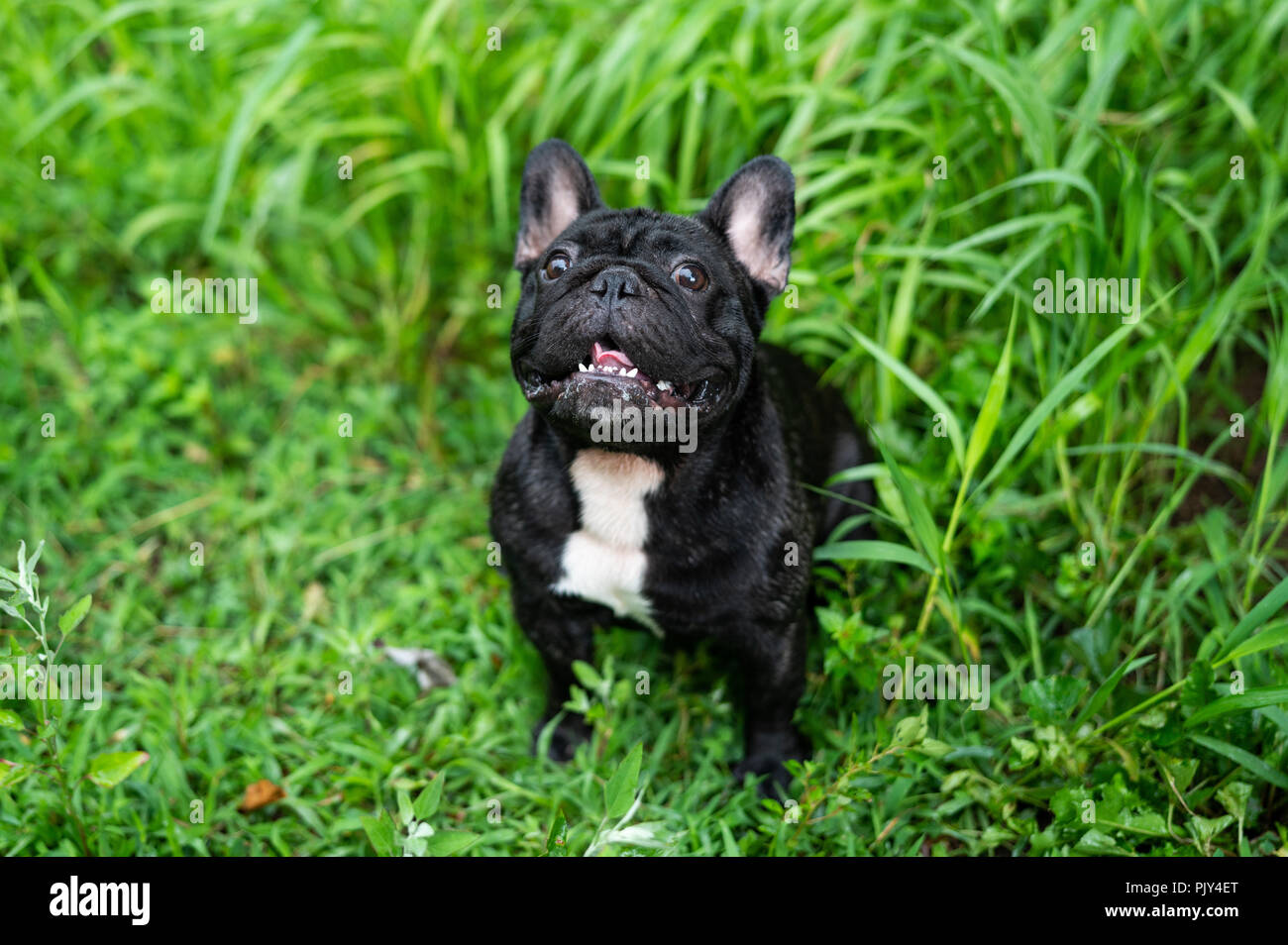 French bulldog portrait Stock Photo - Alamy