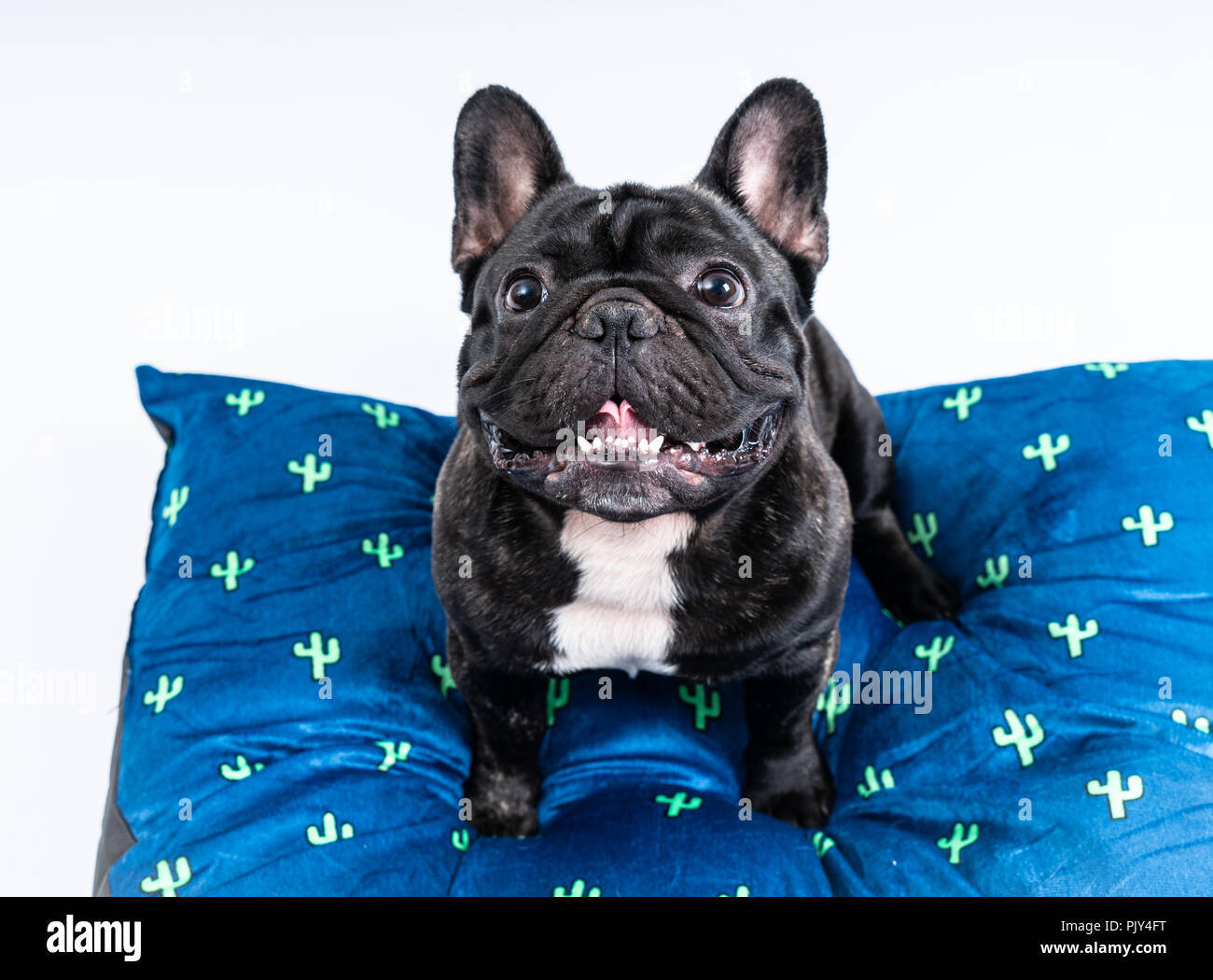 French pug hi-res stock photography and images - Alamy