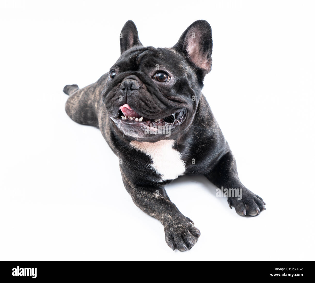 French bulldog portrait Stock Photo - Alamy