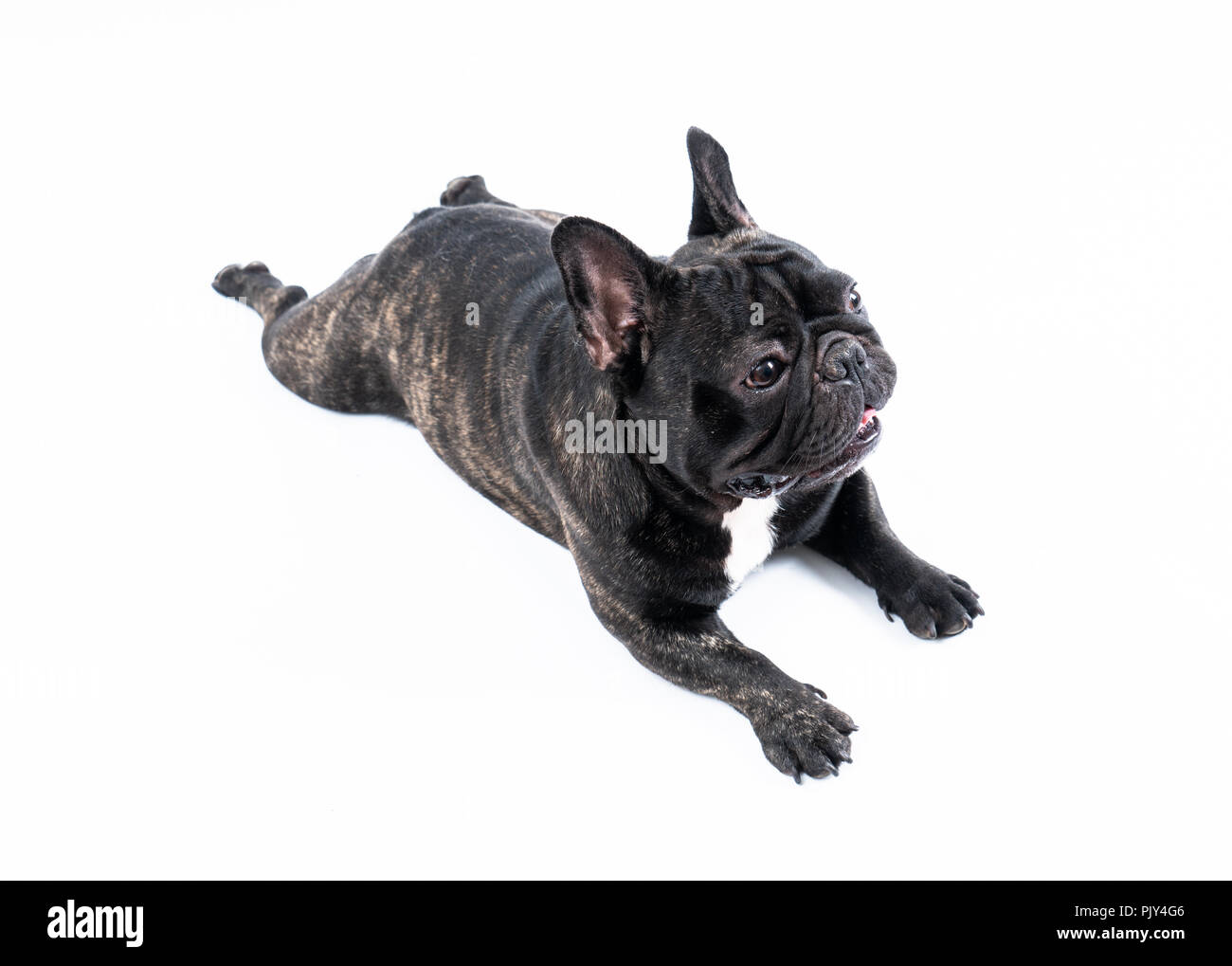 French Pug High Resolution Stock Photography and Images - Alamy