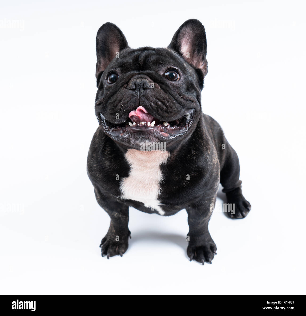 French bulldog portrait Stock Photo - Alamy