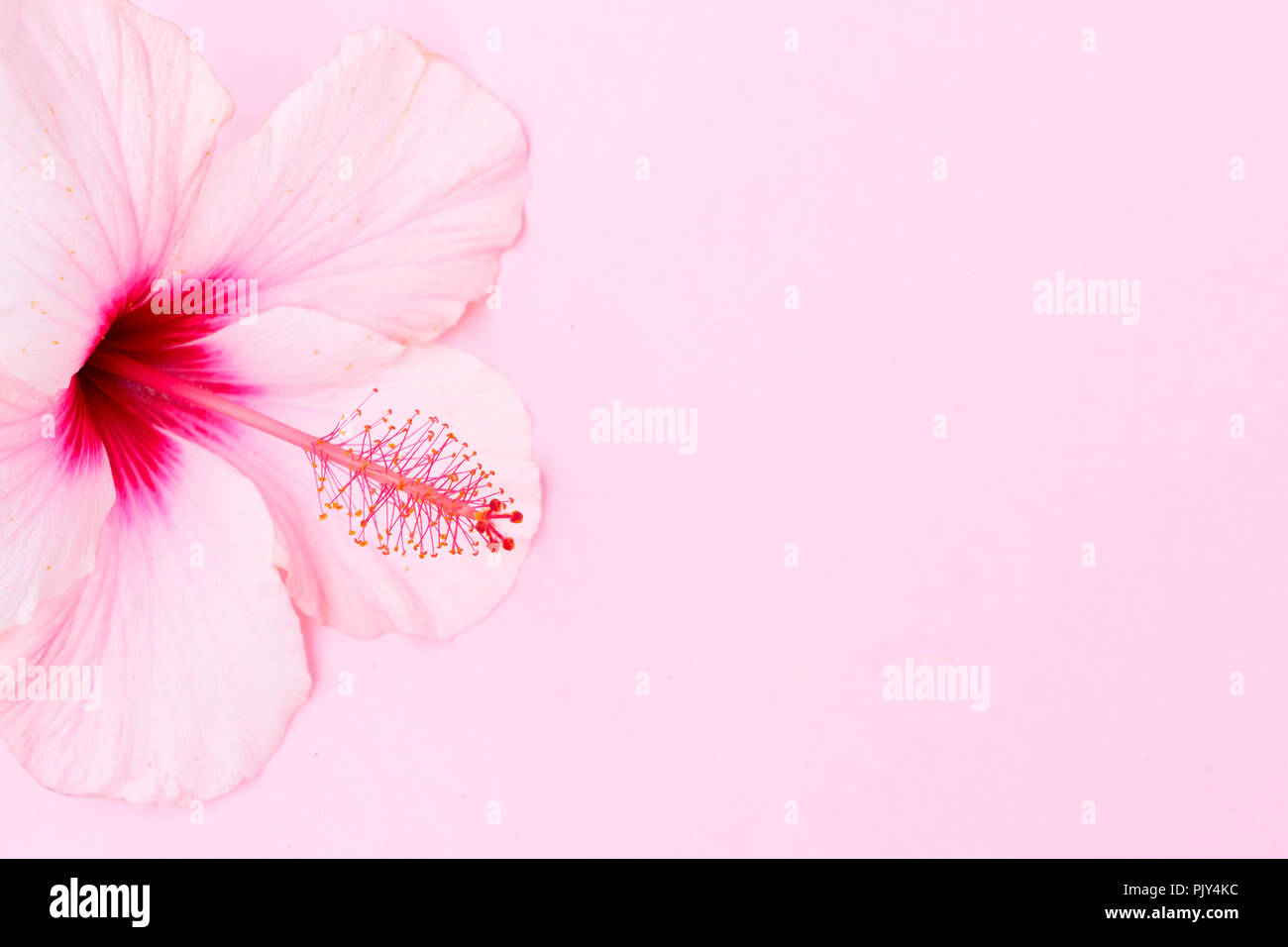 Wellness background with hibiscus flower Stock Photo - Alamy