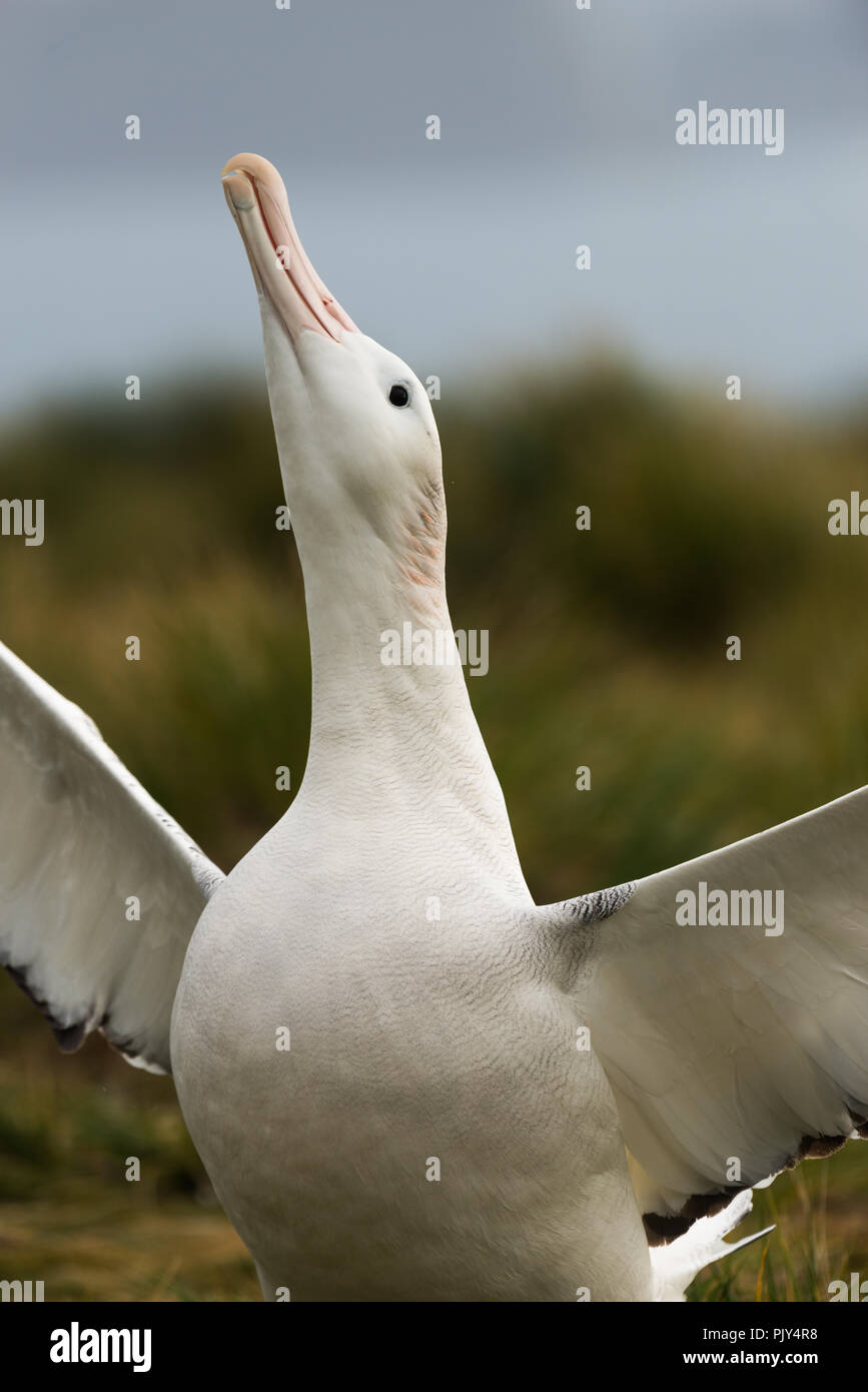 An adult male Wandering Albatross (Diomedia exulans) sky calling on ...