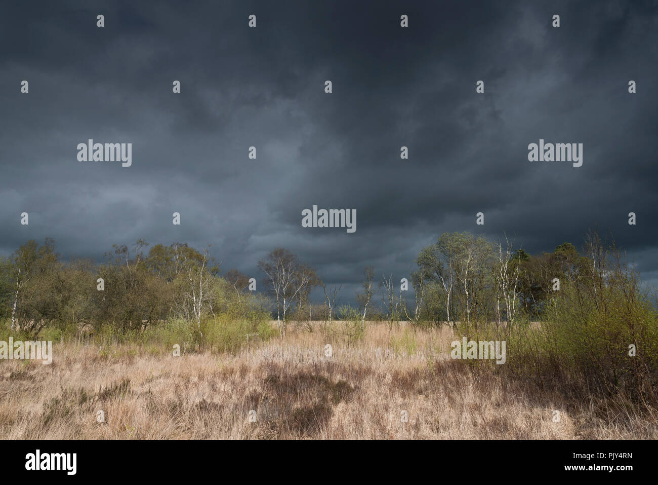 Spindly birch trees hi-res stock photography and images - Alamy