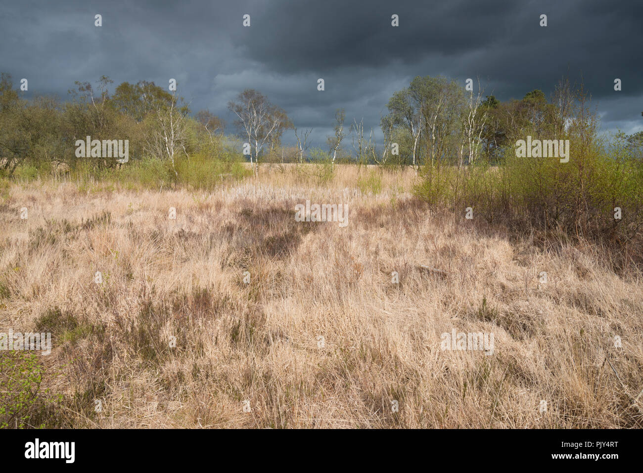 Brooding Landscape with spindly trees and stormy sky Stock Photo - Alamy