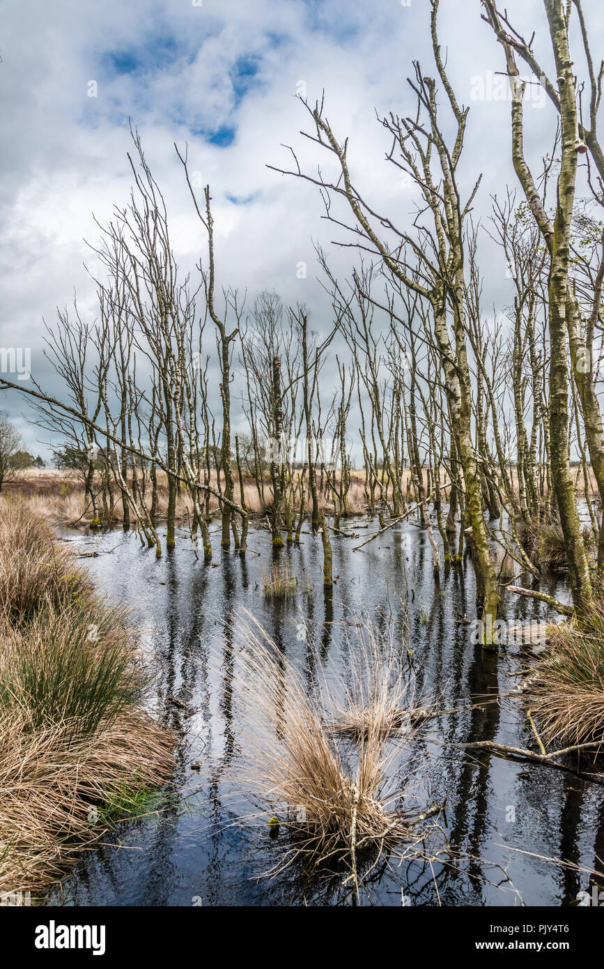 Brooding Landscape with spindly trees and stormy sky Stock Photo - Alamy