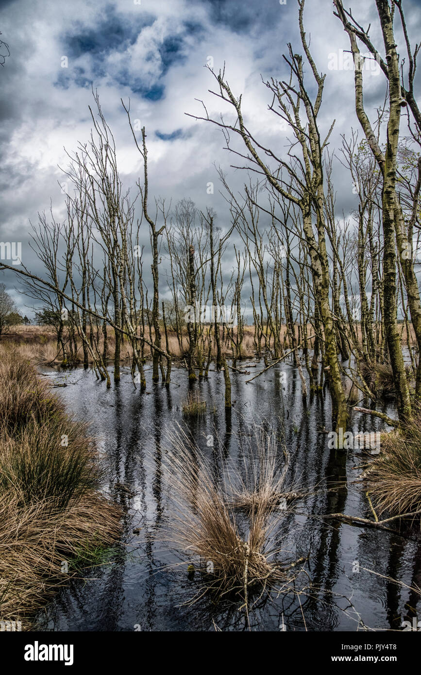 Brooding Landscape with spindly trees and stormy sky Stock Photo - Alamy