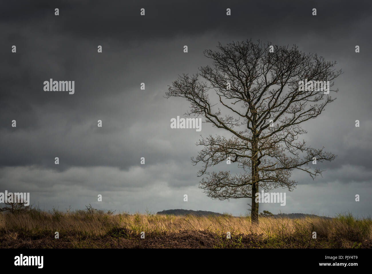 Brooding Landscape with spindly trees and stormy sky Stock Photo - Alamy