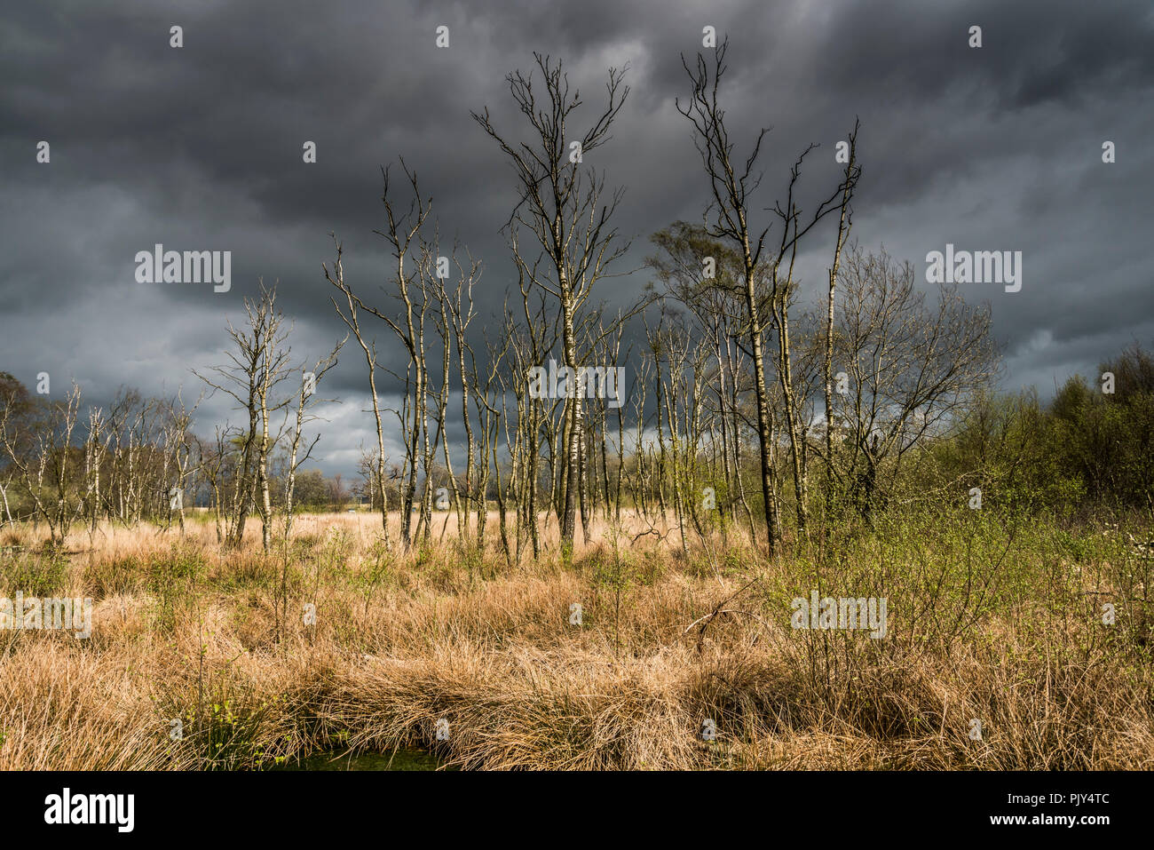Spindly birch trees hi-res stock photography and images - Alamy