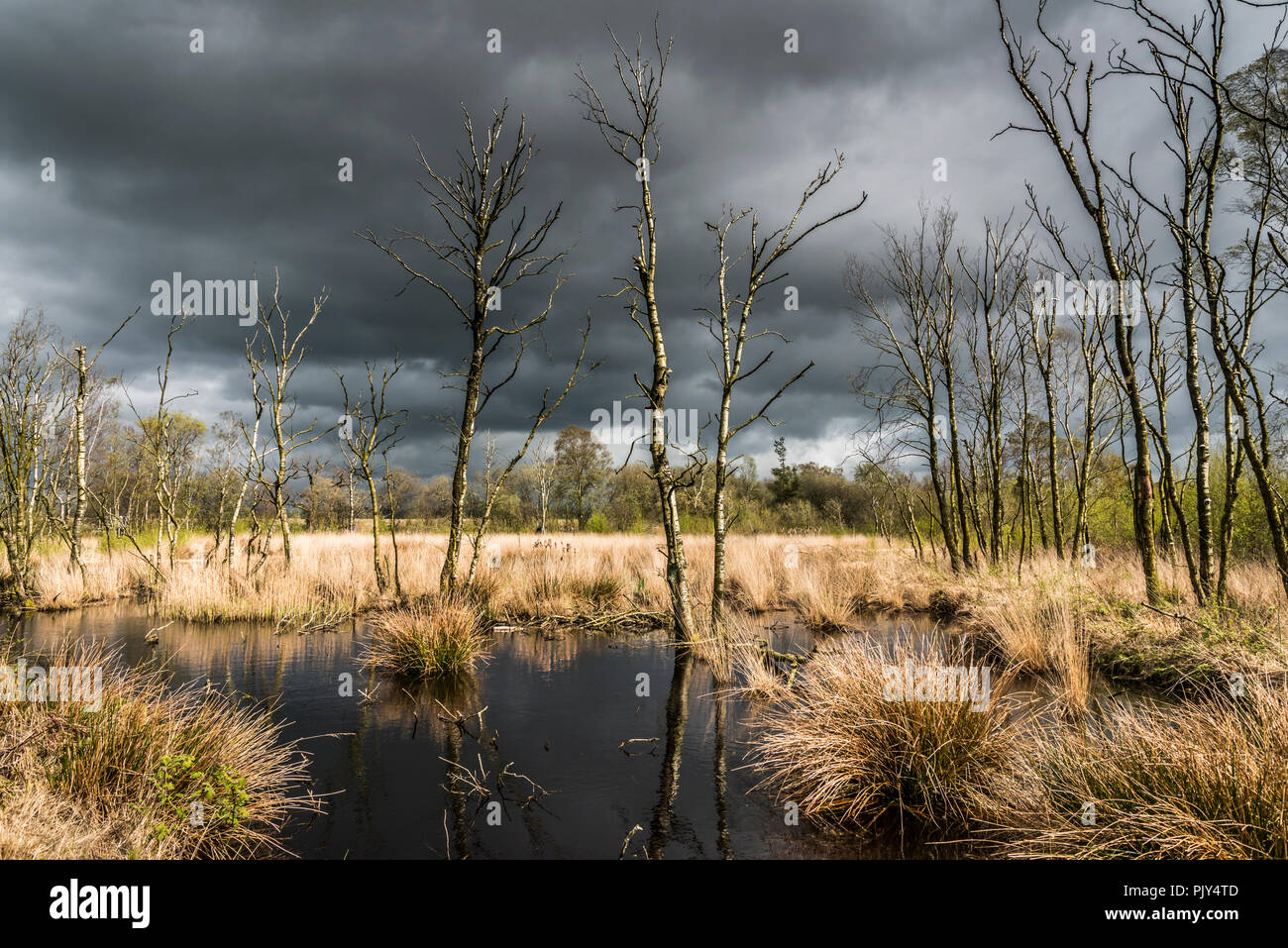 Spindly birch trees hi-res stock photography and images - Alamy