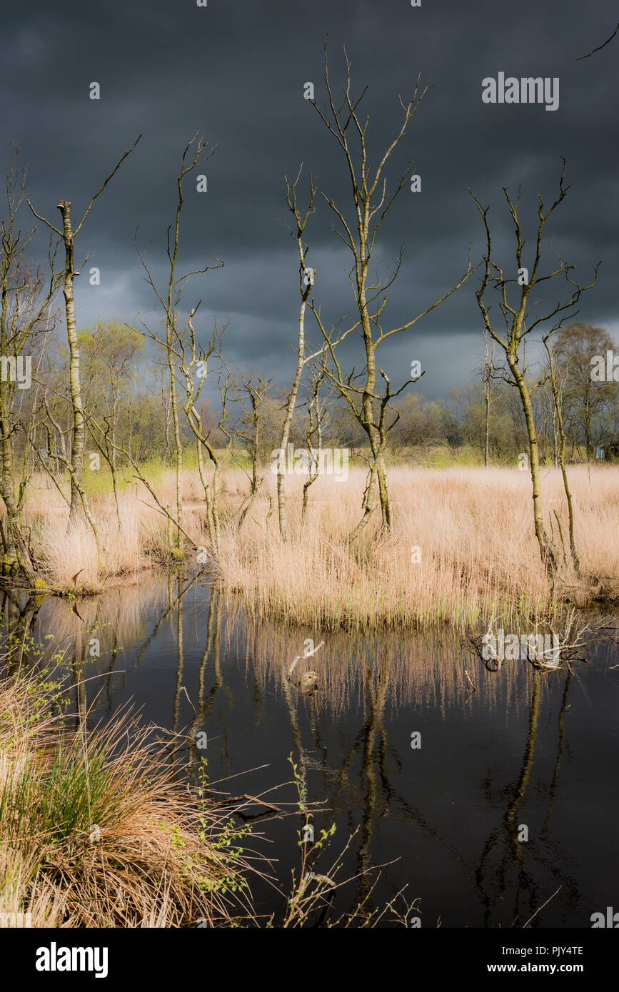 Brooding Landscape with spindly trees and stormy sky Stock Photo - Alamy