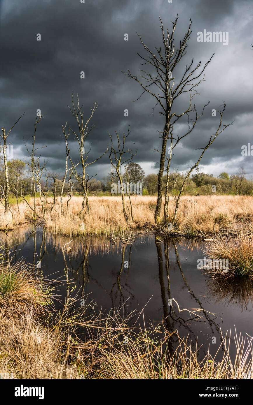 Spindly birch trees hi-res stock photography and images - Alamy