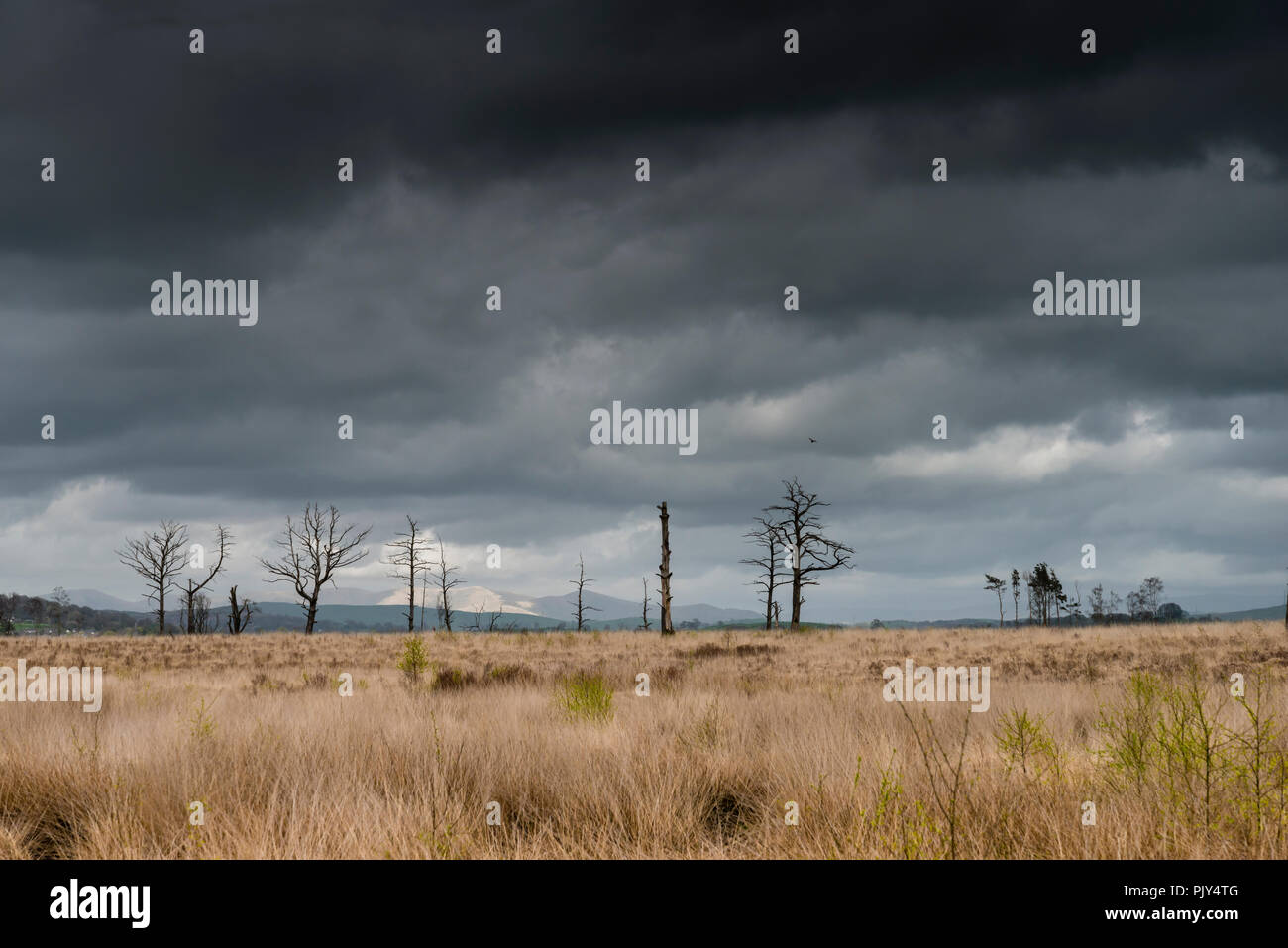 Spindly birch trees hi-res stock photography and images - Alamy