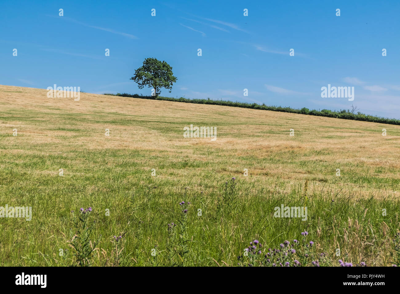 Pictorial meadow yorkshire hi-res stock photography and images - Alamy
