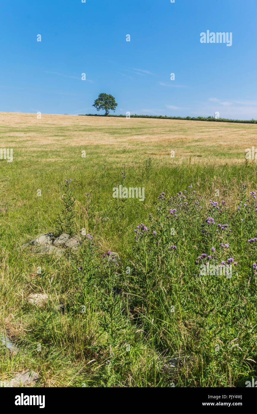 Trees in a pastoral landscape Stock Photo - Alamy