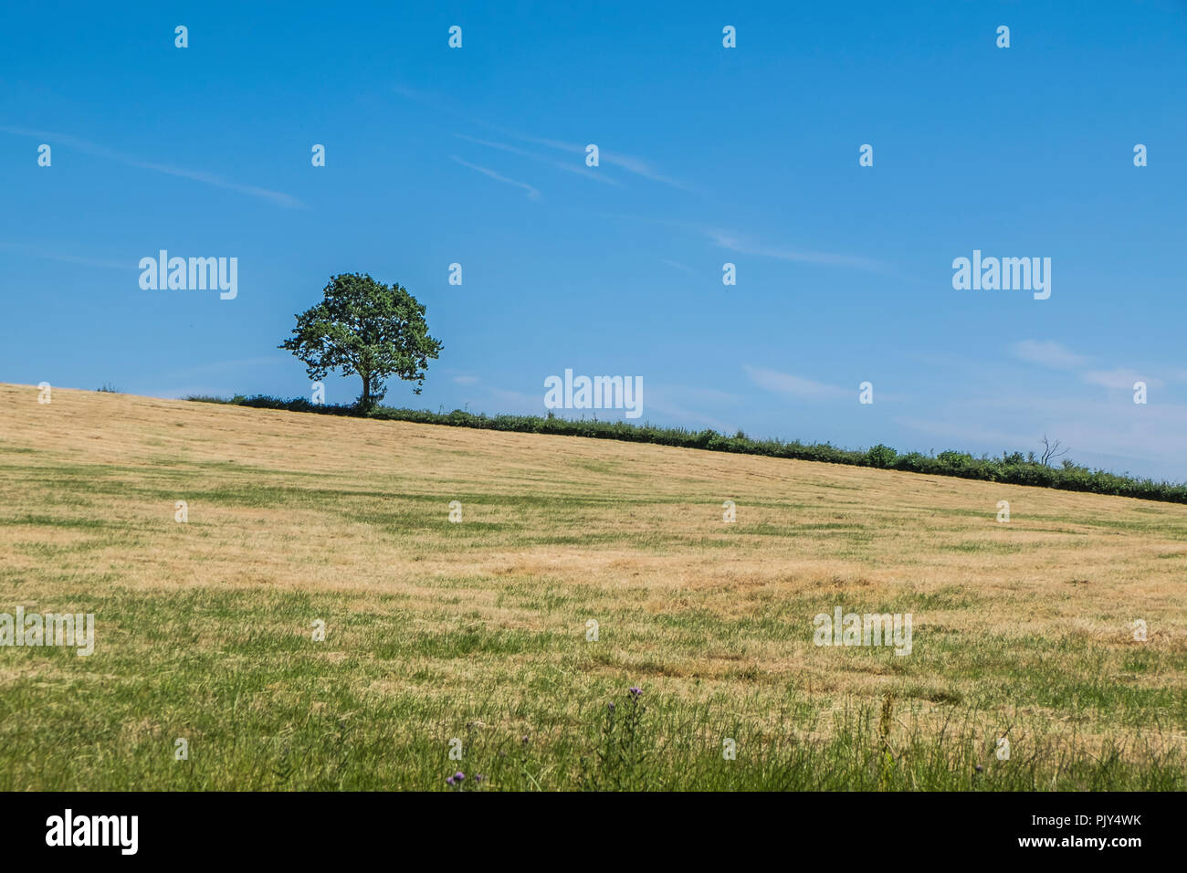 Trees in a pastoral landscape Stock Photo - Alamy