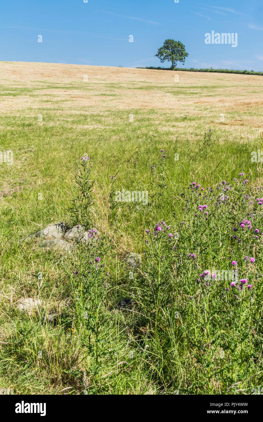 Trees in a pastoral landscape Stock Photo - Alamy