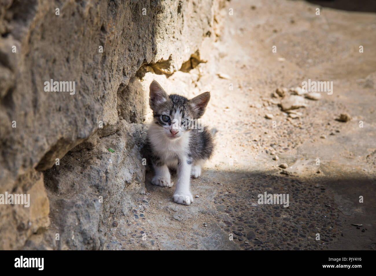 Filthy cat hi-res stock photography and images - Alamy