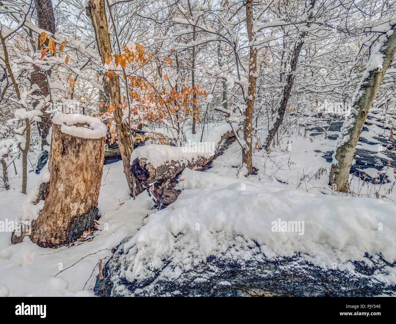 Forest in Northeast USA after snow storm Stock Photo - Alamy