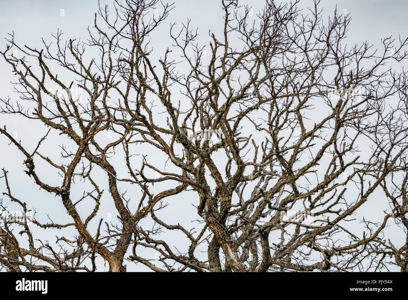 Died tree hi-res stock photography and images - Alamy